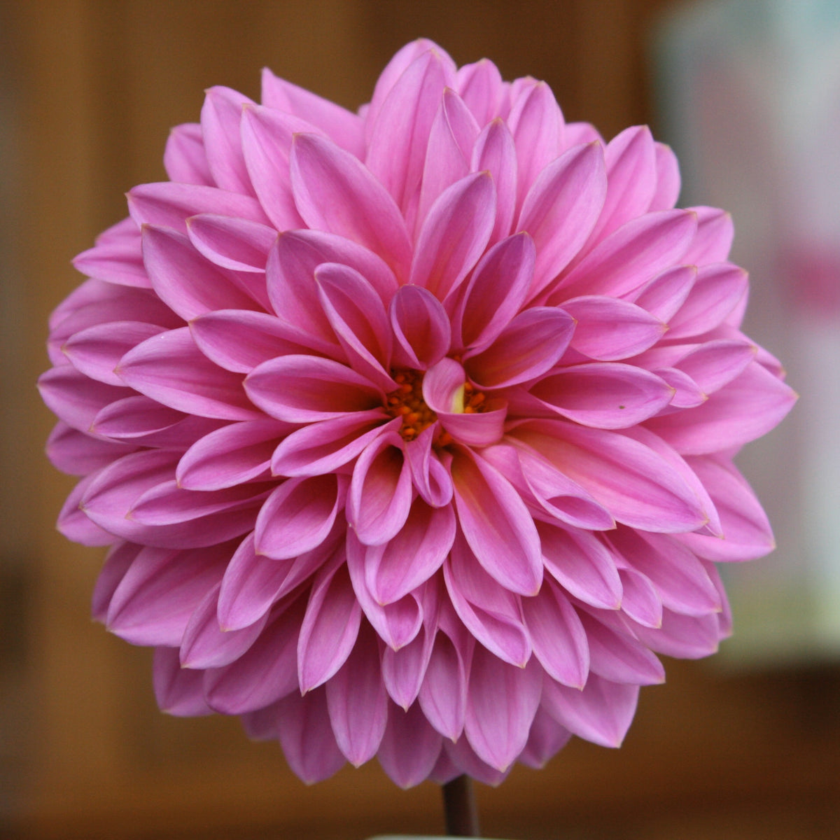 Sigrid Olsen Artisan Crafted Resortwear – SIGRID OLSEN